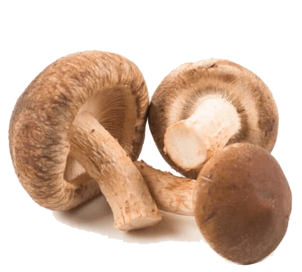 Vitrafoxin - Sharp, Youthful Mind | Official Website